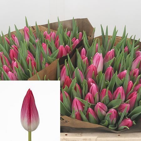 TULIPS BOLROYAL PINK 35cm 30gm | Wholesale Dutch Flowers & Florist ...