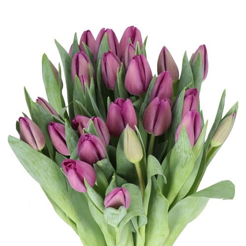 TULIPS BULLIT 40cm 40gm | Wholesale Dutch Flowers & Florist Supplies UK