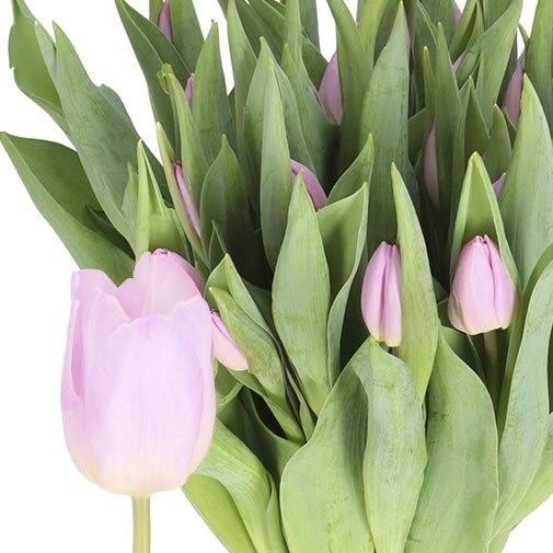 TULIPS CANDY PRINCE 35cm | Wholesale Dutch Flowers & Florist Supplies UK