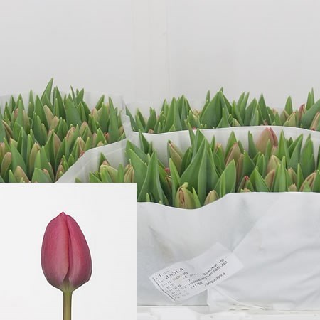 TULIPS CAROLA 35cm 30gm | Wholesale Dutch Flowers & Florist Supplies UK