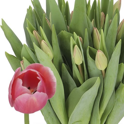 TULIPS CAROLA 40cm | Wholesale Dutch Flowers & Florist Supplies UK