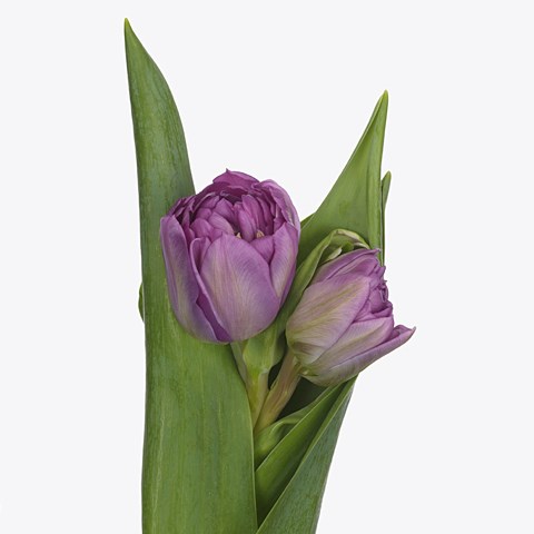TULIPS CASTELLA 37cm 50gm | Wholesale Dutch Flowers & Florist Supplies UK