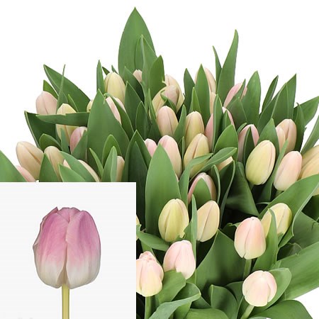 TULIPS CHANTELLE 40cm 40gm | Wholesale Dutch Flowers & Florist Supplies UK