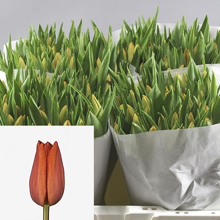 TULIPS CHARADE 37cm 25gm | Wholesale Dutch Flowers & Florist Supplies UK