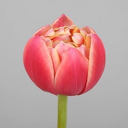 TULIPS COLUMBUS 40cm 35gm | Wholesale Dutch Flowers & Florist Supplies UK