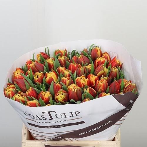 TULIPS CONGO 35cm 40gm | Wholesale Dutch Flowers & Florist Supplies UK