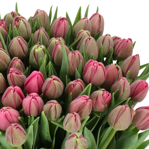 TULIPS DOUBLE YOU 37cm 35gm | Wholesale Dutch Flowers & Florist Supplies UK