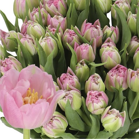 TULIPS DRESSING 35cm 30gm | Wholesale Dutch Flowers & Florist Supplies UK