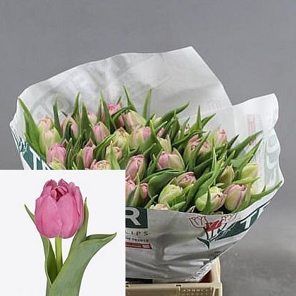 TULIPS DRESSING 40cm 35gm | Wholesale Dutch Flowers & Florist Supplies UK