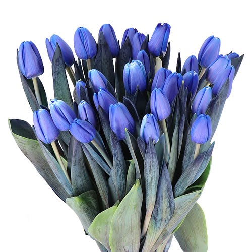 TULIPS DYED BLUE LAGOON 37cm | Wholesale Dutch Flowers & Florist ...