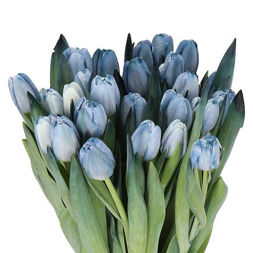 TULIPS DYED BLUE MAGGIE 35cm | Wholesale Dutch Flowers & Florist ...