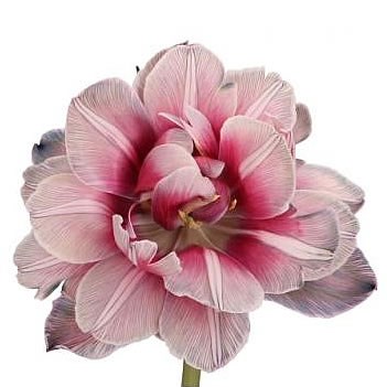 TULIPS DYED BOHEMIAN 40cm | Wholesale Dutch Flowers & Florist Supplies UK