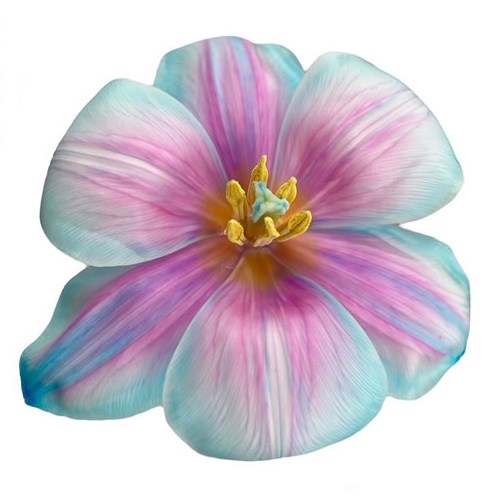 TULIPS DYED CANDY CRUSH 37cm | Wholesale Dutch Flowers & Florist ...