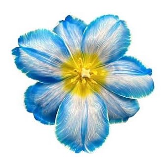 TULIPS DYED DELFT BLUE 37cm | Wholesale Dutch Flowers & Florist Supplies UK
