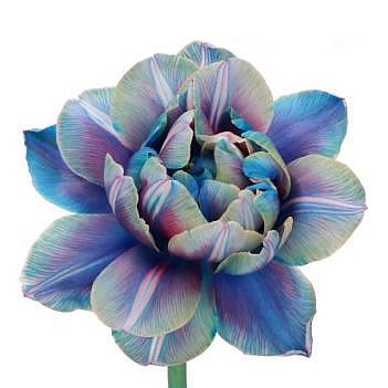 TULIPS DYED DOUBLE BUBBLE 40cm | Wholesale Dutch Flowers & Florist ...
