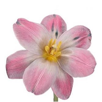 TULIPS DYED GYPSY GREY 40cm | Wholesale Dutch Flowers & Florist Supplies UK