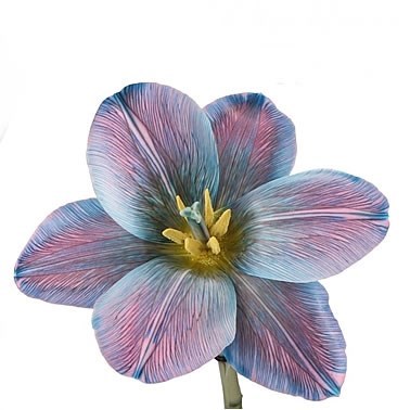 TULIPS DYED GYPSY BLUE 37cm | Wholesale Dutch Flowers & Florist Supplies UK