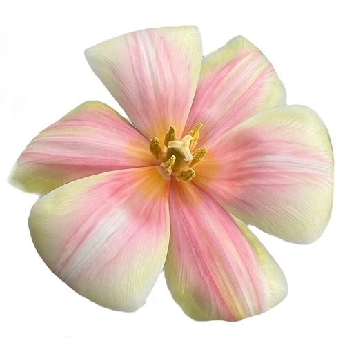 TULIPS DYED PASSOA 40cm | Wholesale Dutch Flowers & Florist Supplies UK
