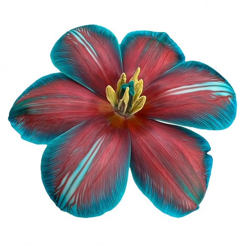 TULIPS DYED TERRA BLUE 37cm | Wholesale Dutch Flowers & Florist Supplies UK