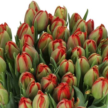 TULIPS EDENDALE 37cm 35gm | Wholesale Dutch Flowers & Florist Supplies UK