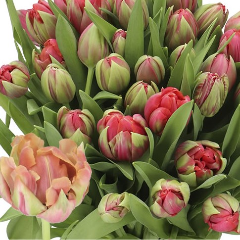 TULIPS ELBROES 37cm 35gm | Wholesale Dutch Flowers & Florist Supplies UK