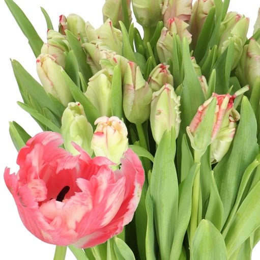 TULIPS ESTELLA RIJNVELD (PARROT) 40cm | Wholesale Dutch Flowers ...