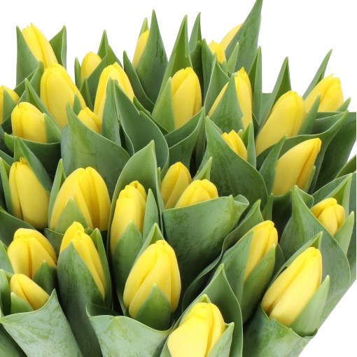 TULIPS FIREFLY 37cm 40gm | Wholesale Dutch Flowers & Florist Supplies UK