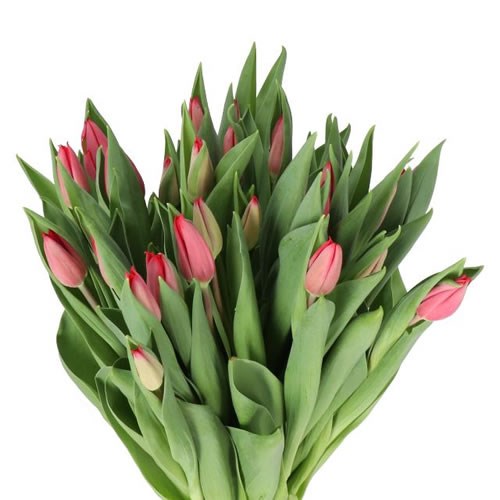 TULIPS FIRST STAR 40cm 40gm | Wholesale Dutch Flowers & Florist Supplies UK