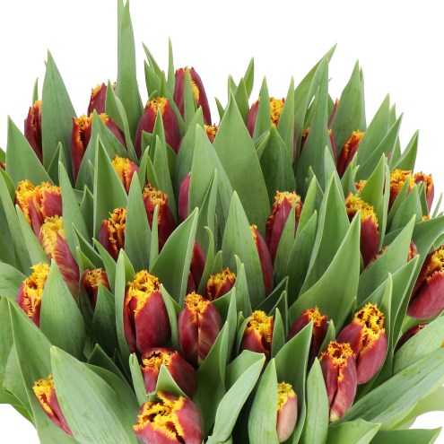 TULIPS FLAMING MERCURE 40cm 35gm | Wholesale Dutch Flowers & Florist ...