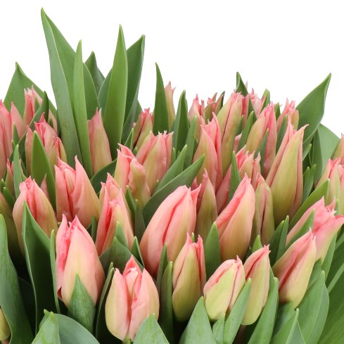 TULIPS FLAMINGO 37cm 35gm | Wholesale Dutch Flowers & Florist Supplies UK