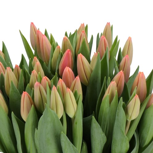 TULIPS FLAMINGO SHAKE 50cm 50gm | Wholesale Dutch Flowers & Florist ...