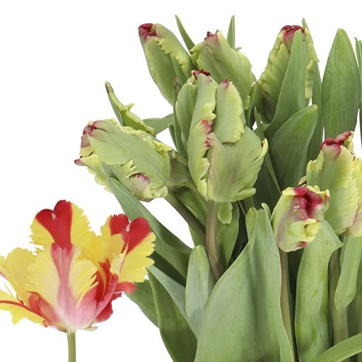 TULIPS - FRENCH FLAMING PARROT 60cm 60gm | Wholesale Dutch Flowers & Florist Supplies UK