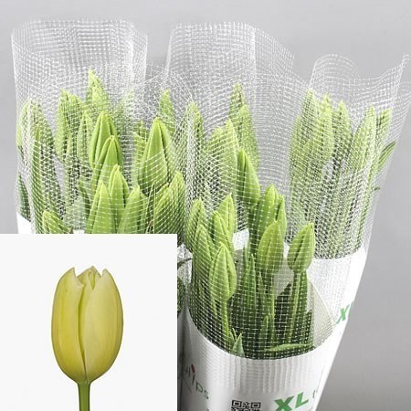 TULIPS - FRENCH MAUREEN 55cm 50gm | Wholesale Dutch Flowers & Florist ...