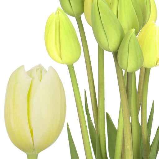 TULIPS - FRENCH MAUREEN 55cm 50gm | Wholesale Dutch Flowers & Florist ...