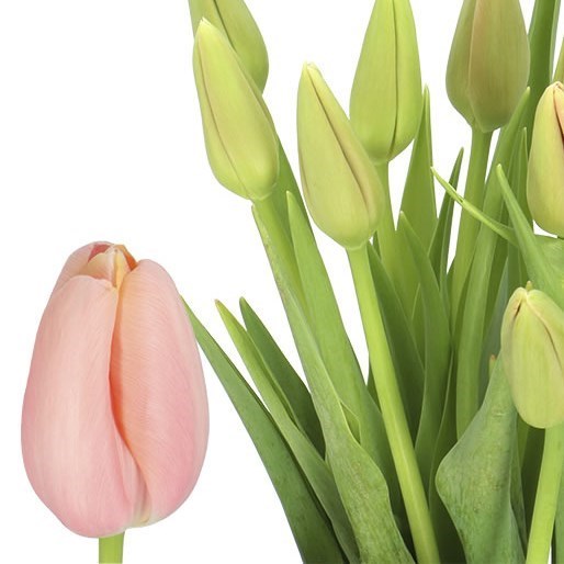 TULIPS - FRENCH MENTON 55cm 50gm | Wholesale Dutch Flowers & Florist ...