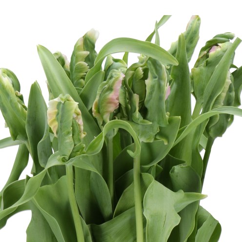 TULIPS - FRENCH PARROT GREEN WAVE 60cm 60gm | Wholesale Dutch Flowers ...
