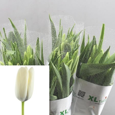 TULIPS - FRENCH WHITE PROUD 60cm 60gm | Wholesale Dutch Flowers ...