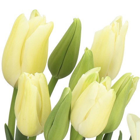 TULIPS - FRENCH WHITE PROUD 60cm 60gm | Wholesale Dutch Flowers ...