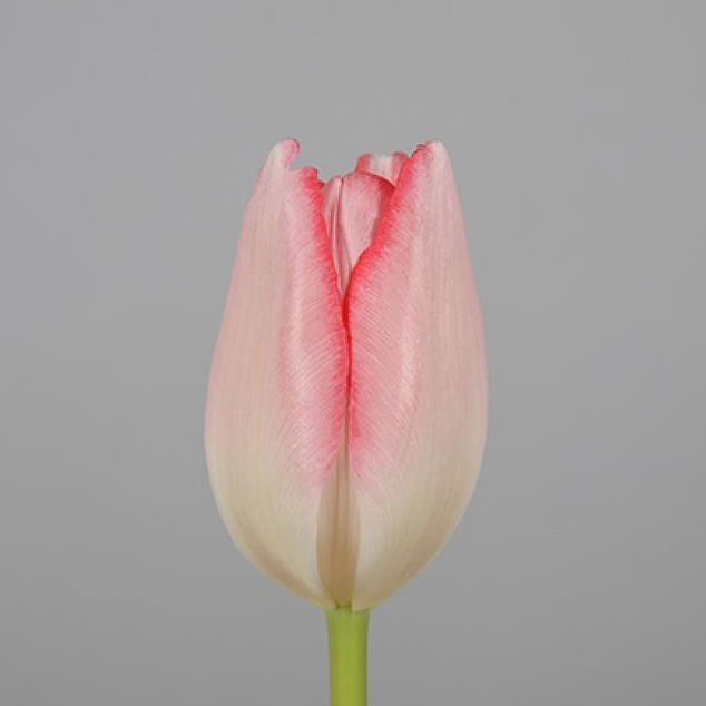TULIPS GANDER'S RHAPSODY 37cm 25gm | Wholesale Dutch Flowers & Florist ...