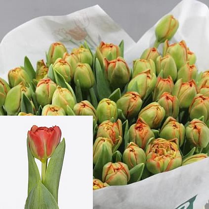 TULIPS GENEVA 40cm 40gm | Wholesale Dutch Flowers & Florist Supplies UK