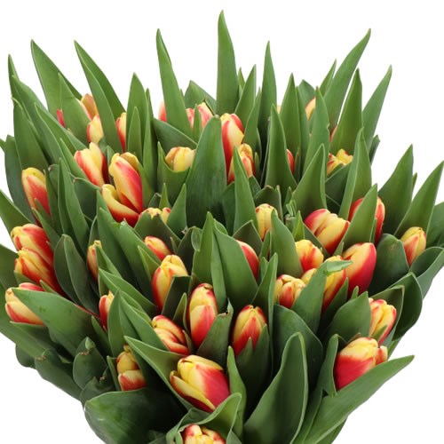 TULIPS GO MAX 40cm 40gm | Wholesale Dutch Flowers & Florist Supplies UK
