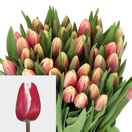 TULIPS GUUS PAPENDRECHT 40cm 35gm | Wholesale Dutch Flowers & Florist ...