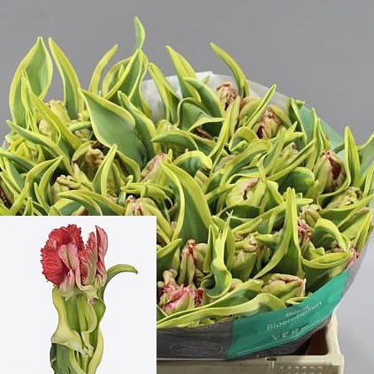 TULIPS HERMANI PARROT 37cm 35gm | Wholesale Dutch Flowers & Florist ...