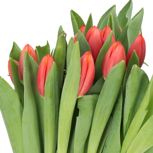 TULIPS HOLY GRAIL 40cm 60gm | Wholesale Dutch Flowers & Florist Supplies UK