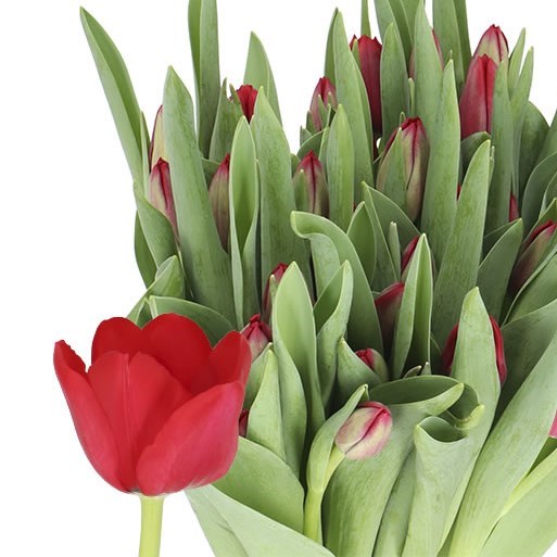 TULIPS ILE DE FRANCE 37cm 35gm | Wholesale Dutch Flowers & Florist ...