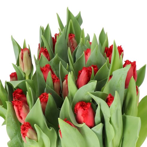 TULIPS INDIANA 37cm 35gm | Wholesale Dutch Flowers & Florist Supplies UK
