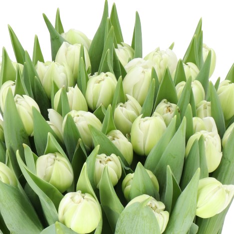 TULIPS IVORY VICTORY 37cm 50gm | Wholesale Dutch Flowers & Florist ...
