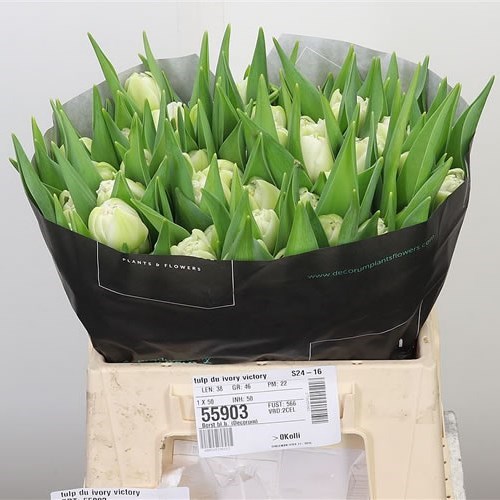 TULIPS IVORY VICTORY 37cm 60gm | Wholesale Dutch Flowers & Florist ...