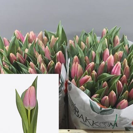 TULIPS JETSTREAM 37cm 50gm | Wholesale Dutch Flowers & Florist Supplies UK
