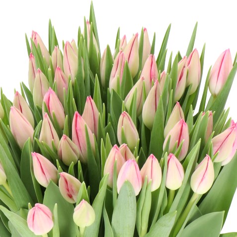 TULIPS JOELLE 40cm 35gm | Wholesale Dutch Flowers & Florist Supplies UK